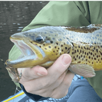 Lehigh Gorge Guide – Pocono Fly Fishing Excursions